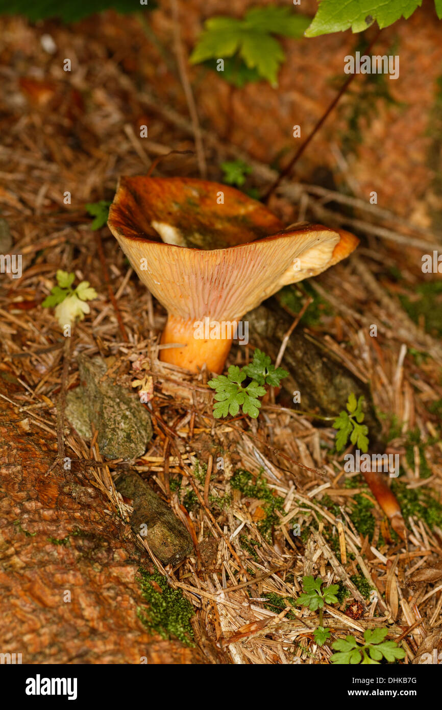 Saffron Milk-cap, Lactarius deliciosus, Alps, France Stock Photo - Alamy