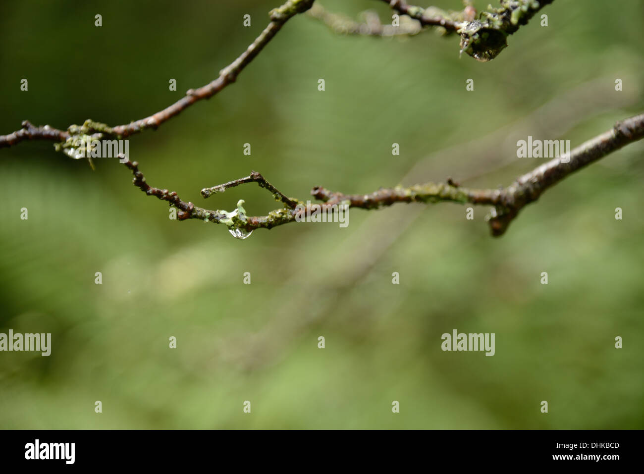 Water drop on tree branch that has already lost its leaves Stock Photo ...