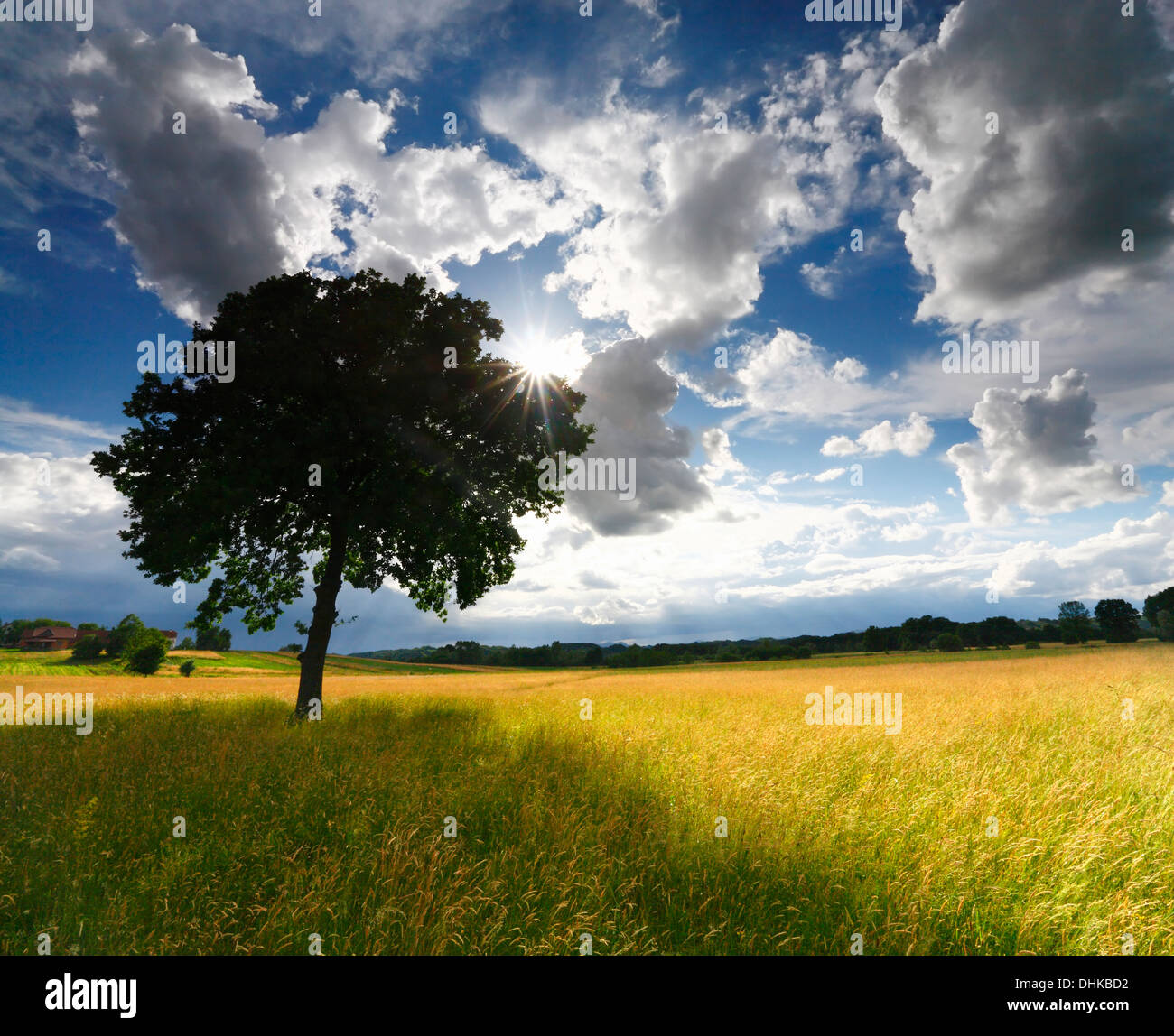 Tree cloudy sky cloud sky hi-res stock photography and images - Alamy
