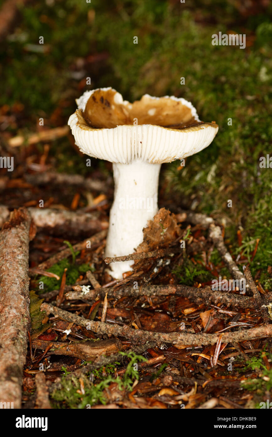 Russula ochroleuca nature hi-res stock photography and images - Alamy