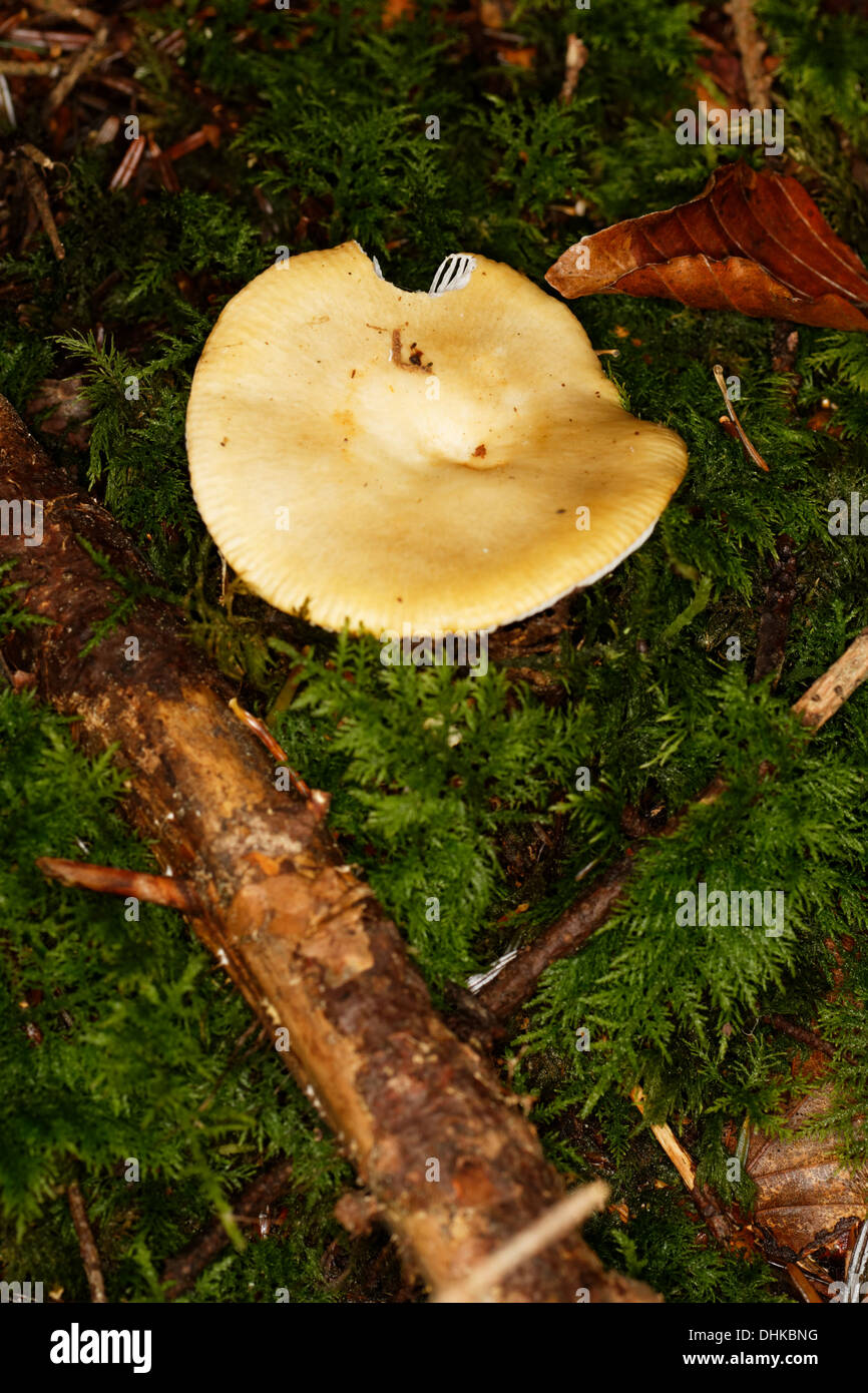 Saffron Milk-cap, Lactarius deliciosus Stock Photo - Alamy