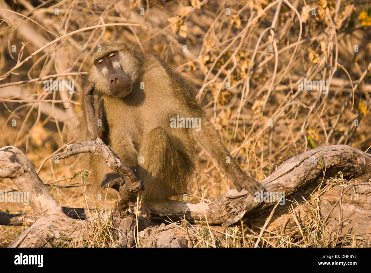 Papio species hi-res stock photography and images - Alamy