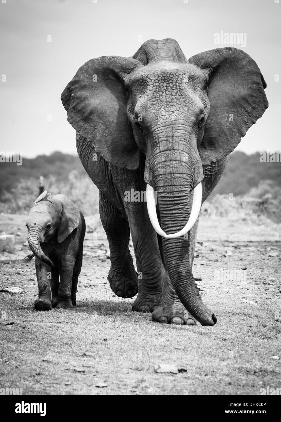 Ol pejeta white hi-res stock photography and images - Alamy