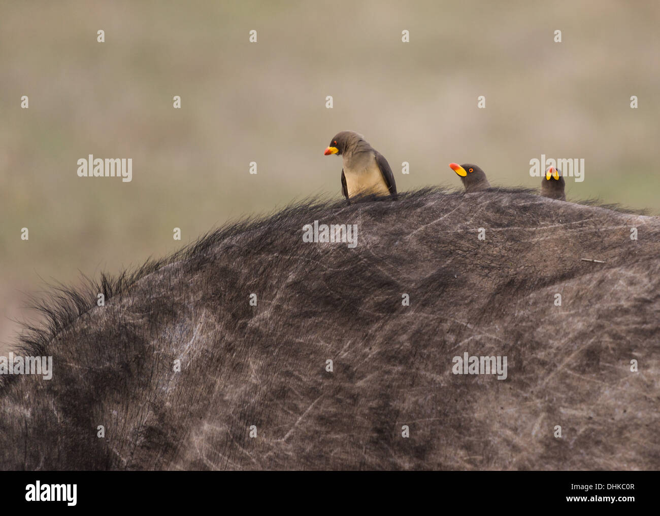 Yellow-billed Oxpecker (Buphagus africanus) on the back of a Cape ...