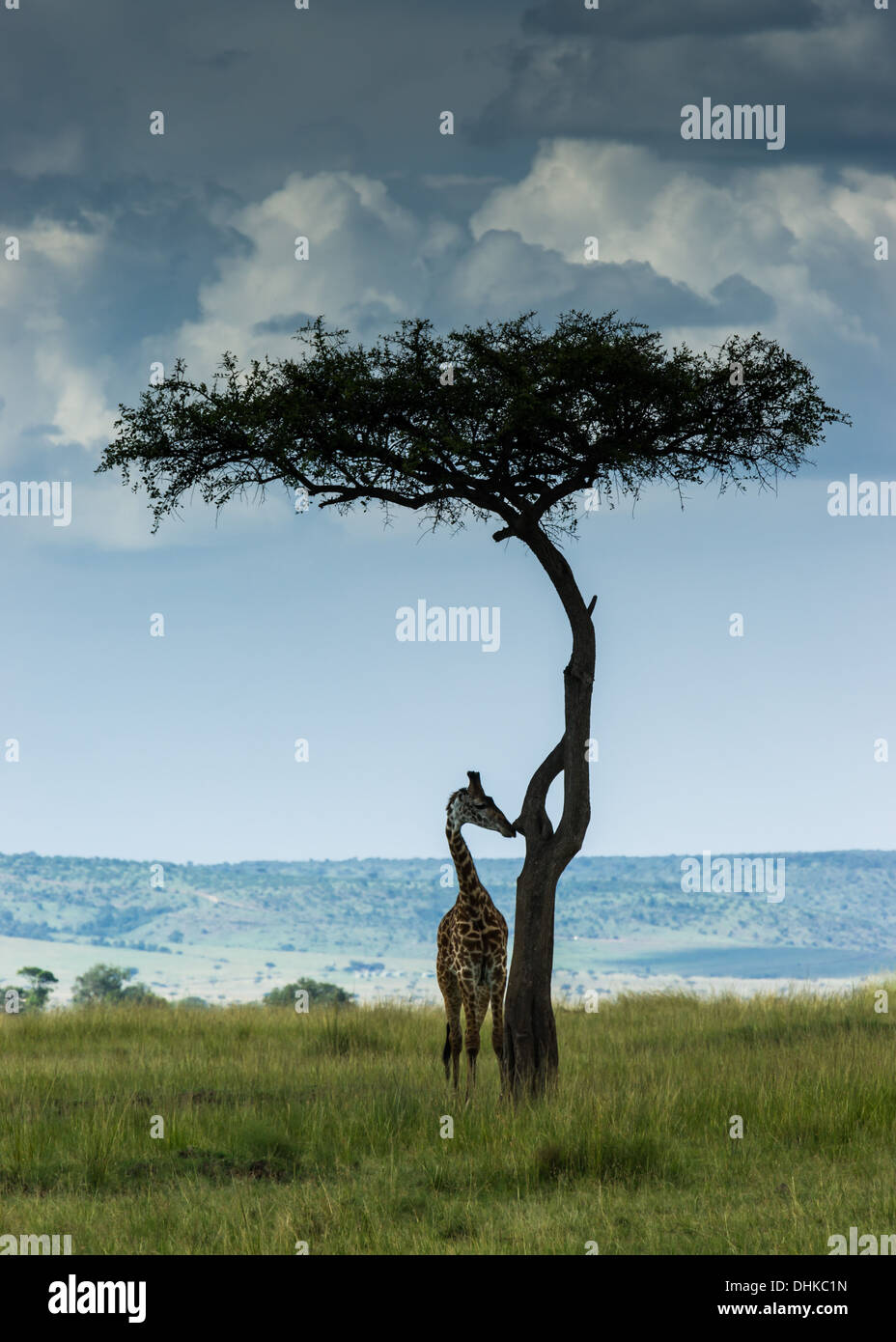 Solitary masai giraffe (giraffa camelopardalis) under an acacia tree in ...