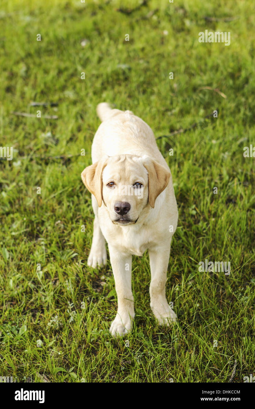 Very young puppy hi-res stock photography and images - Alamy