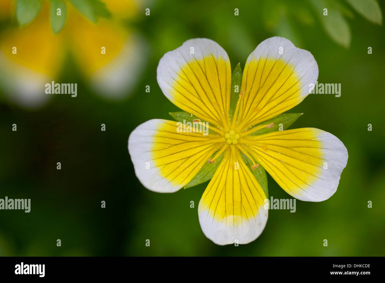 Poached egg flower plant hi-res stock photography and images - Alamy