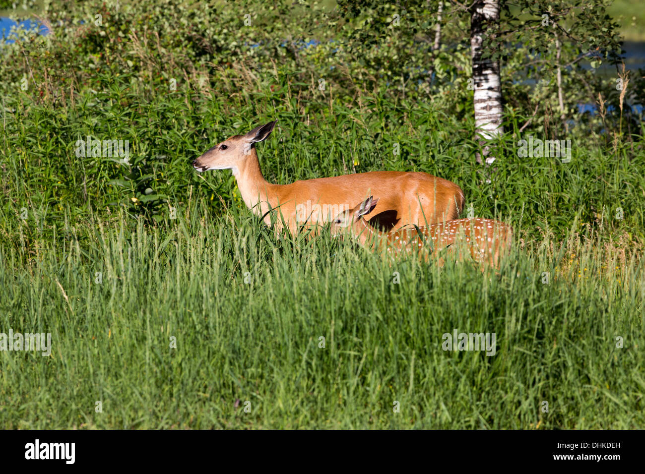Whitetail deer mom and baby hi-res stock photography and images - Alamy