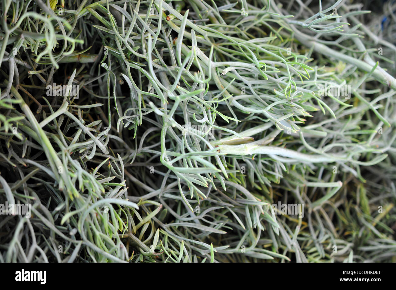 Wild Atlantic rock samphire at Midleton market, Cork, Ireland Stock ...