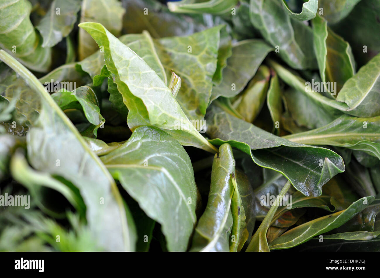 Sea spinach for sale at Midleton market, Ireland Stock Photo - Alamy