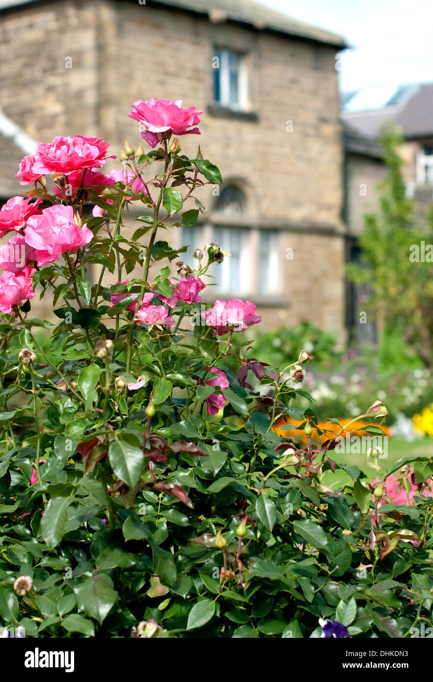 Pink flowering rose in the Public Gardens in Bakewell Derbyshire Stock ...