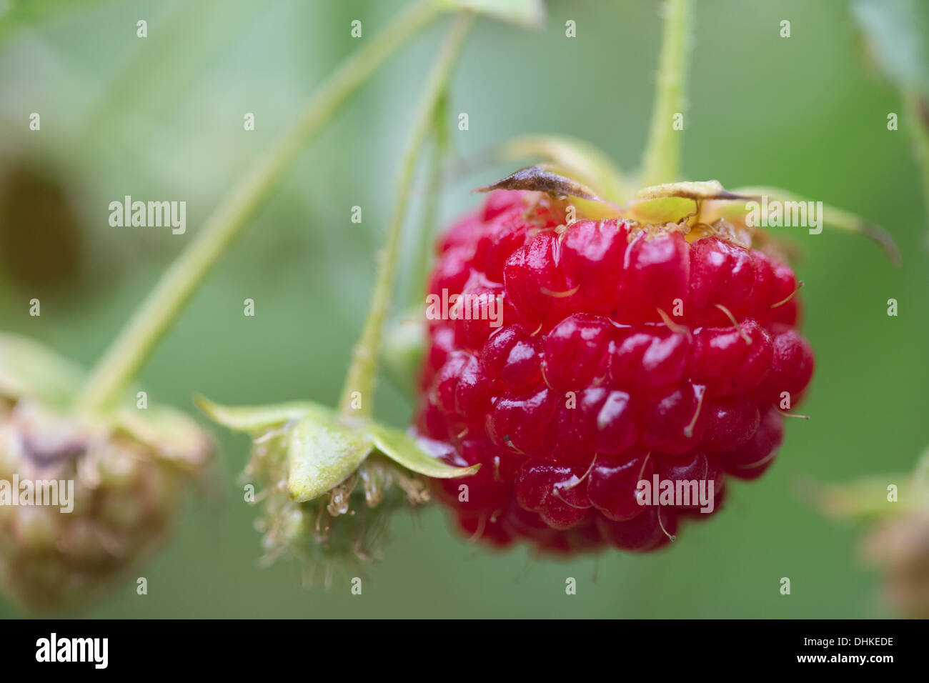 Raspberry root hi-res stock photography and images - Alamy