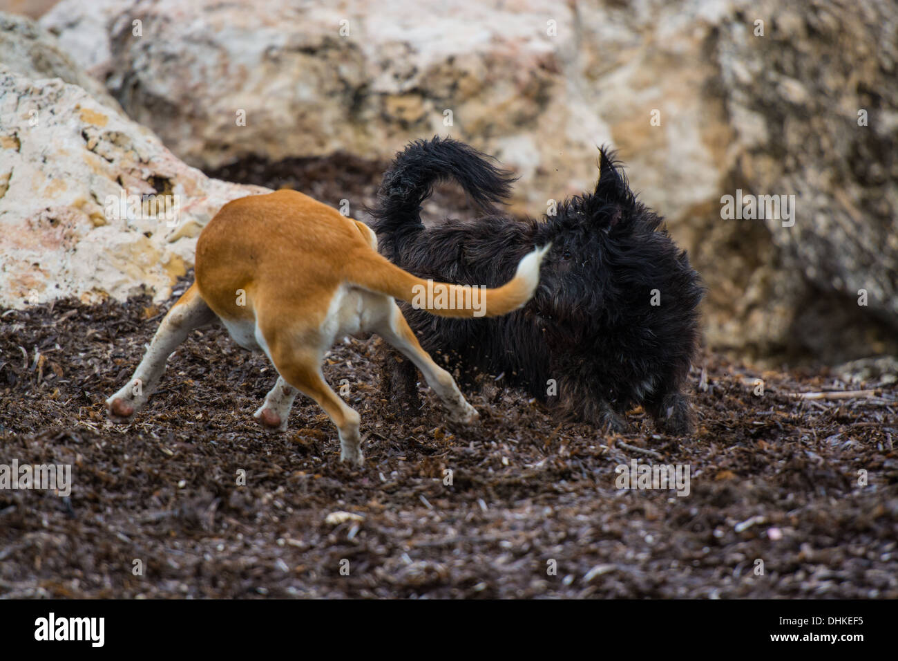 Playing dogs hi-res stock photography and images - Alamy
