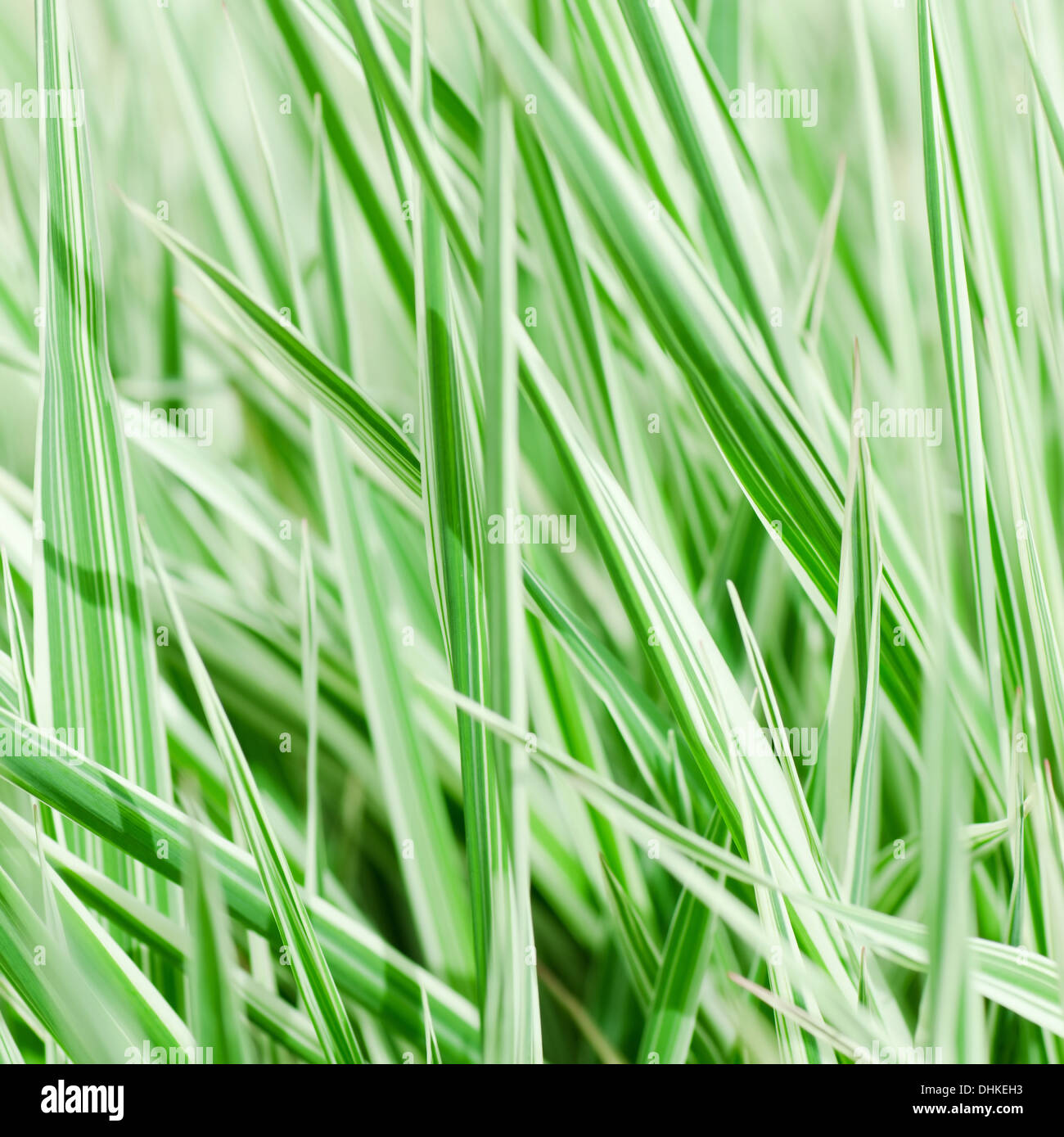 Fresh green grass Stock Photo - Alamy