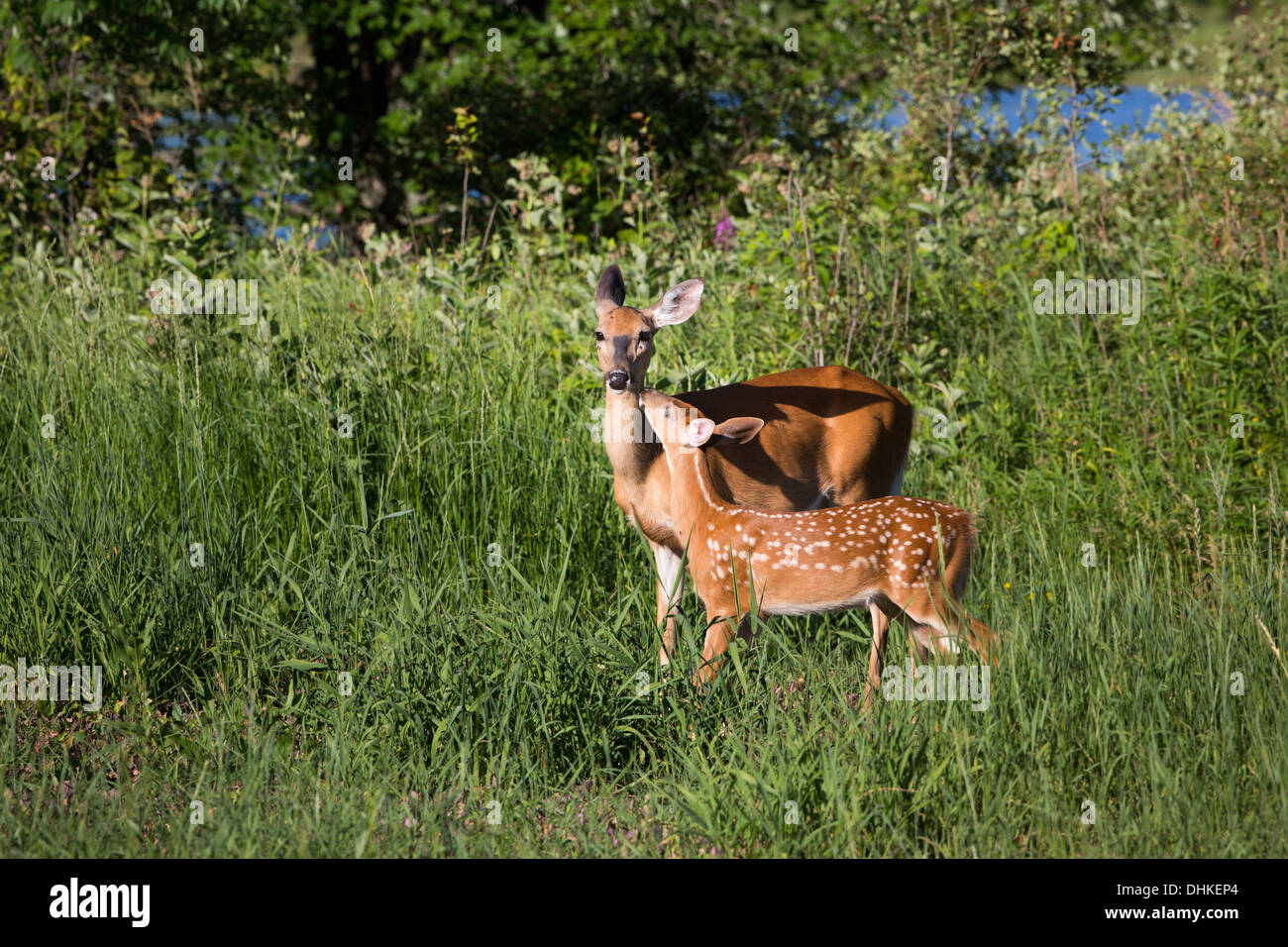 Whitetail deer mom and baby hi-res stock photography and images - Alamy