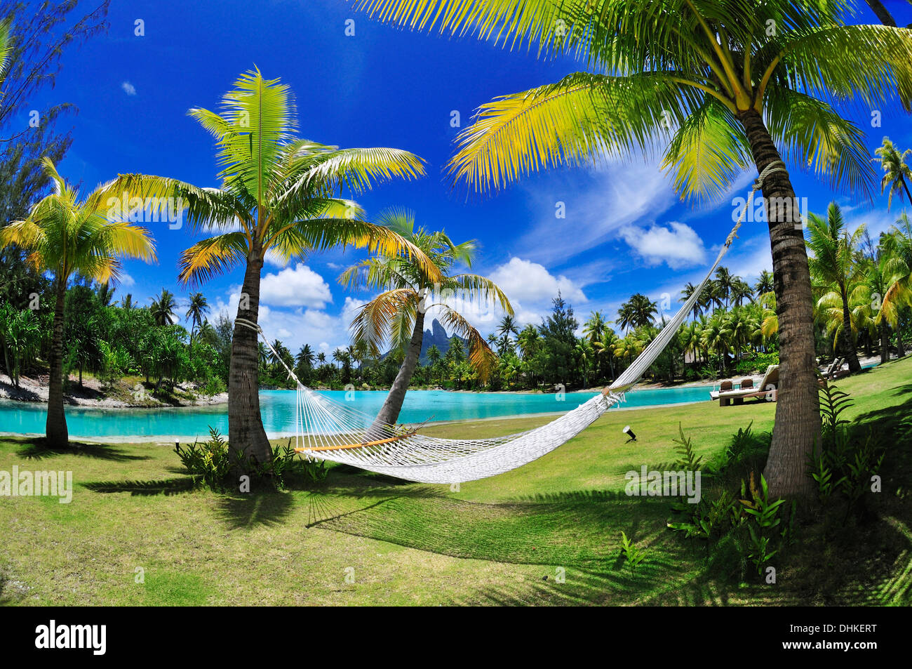 Hammock between two palm trees, Saint Regis Bora Bora Resort, Bora Bora, Society Islands, French ...