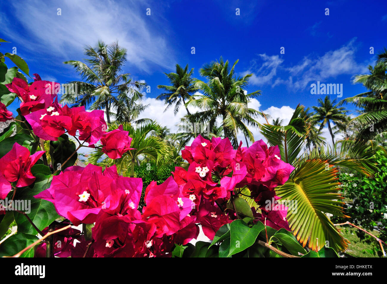 Blossoms and Palm trees, Saint Regis Bora Bora Resort, Bora Bora ...
