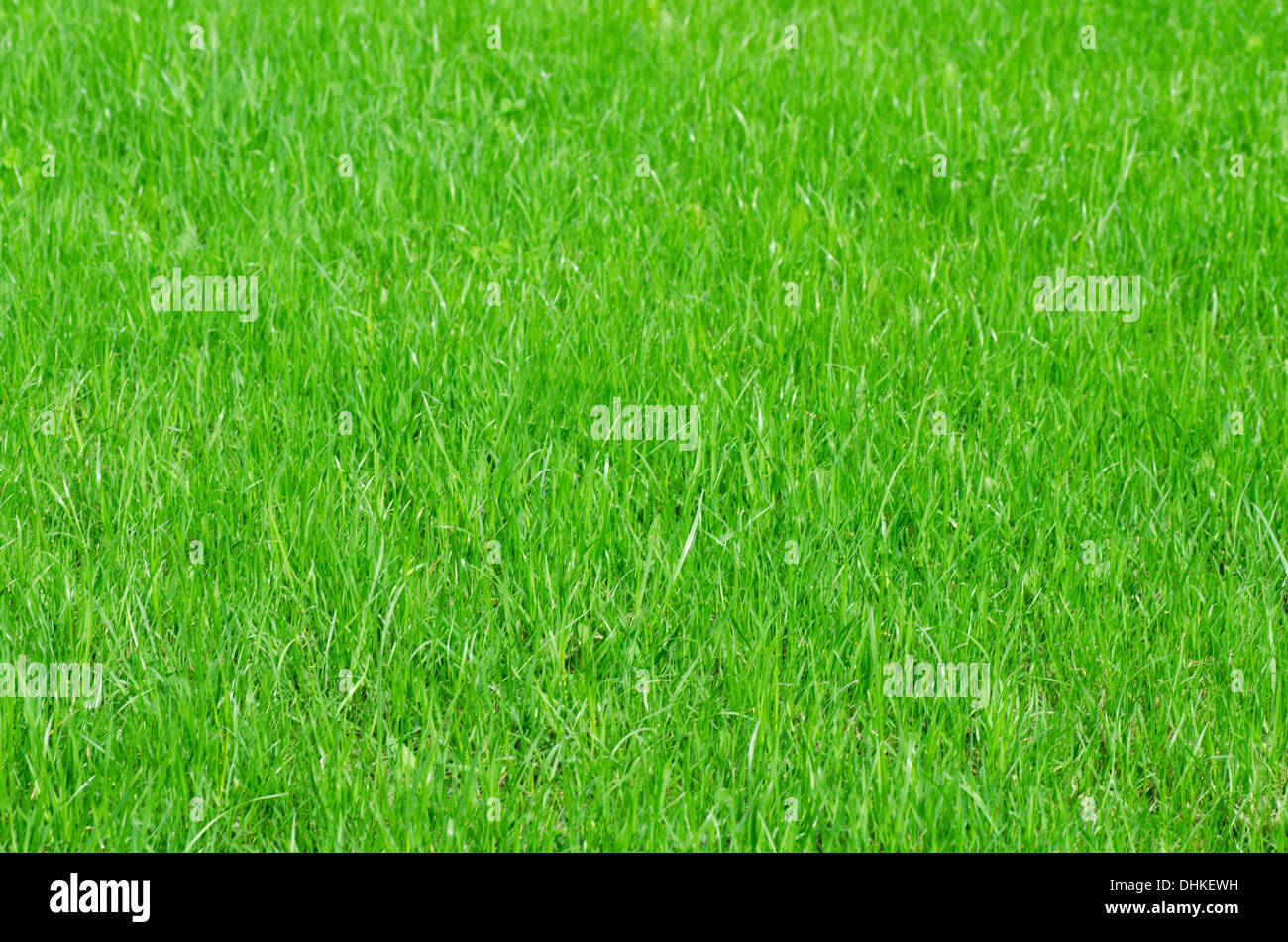 Fresh green grass Stock Photo - Alamy