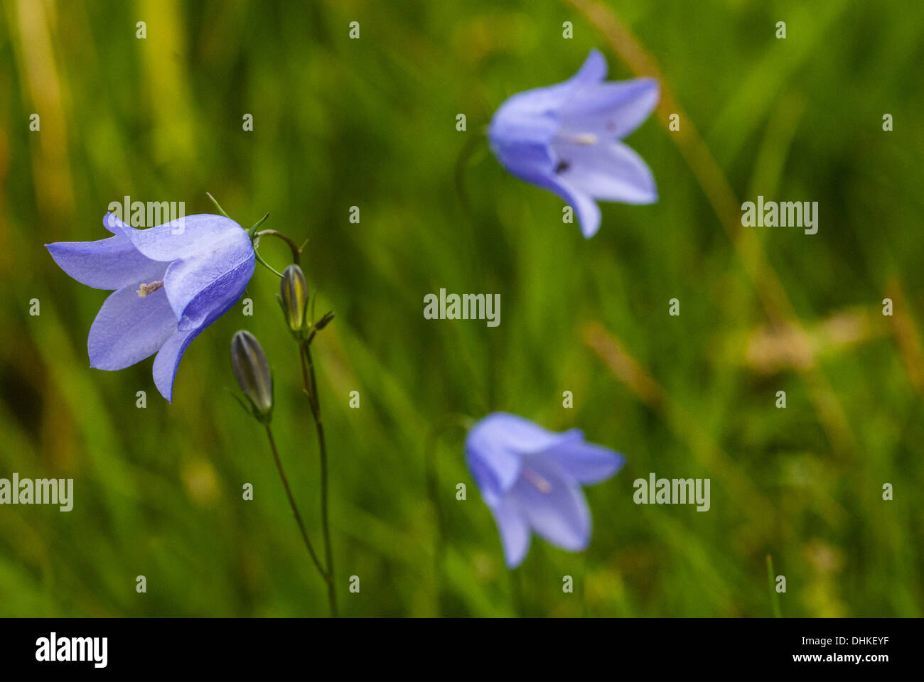 Hare bells hi-res stock photography and images - Alamy