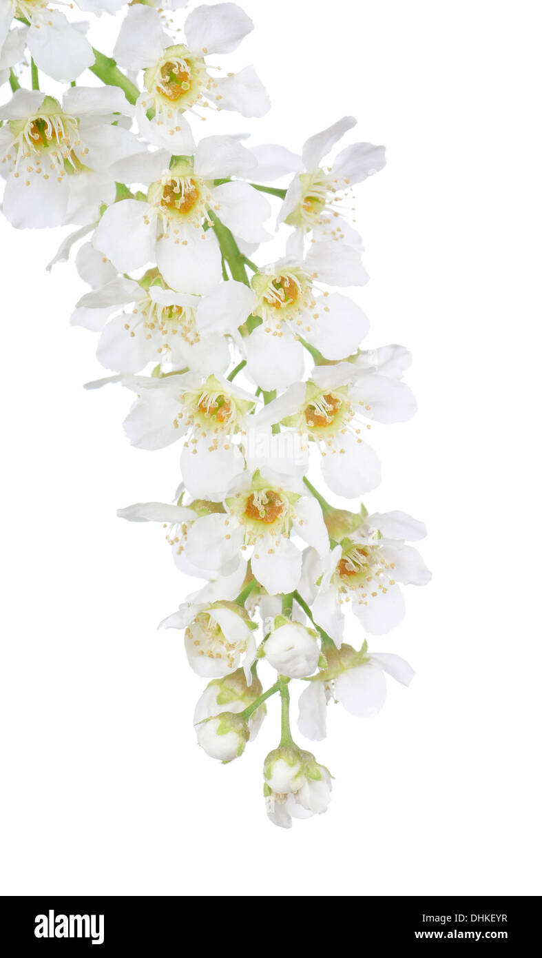 Bird cherry branch isolated Stock Photo - Alamy