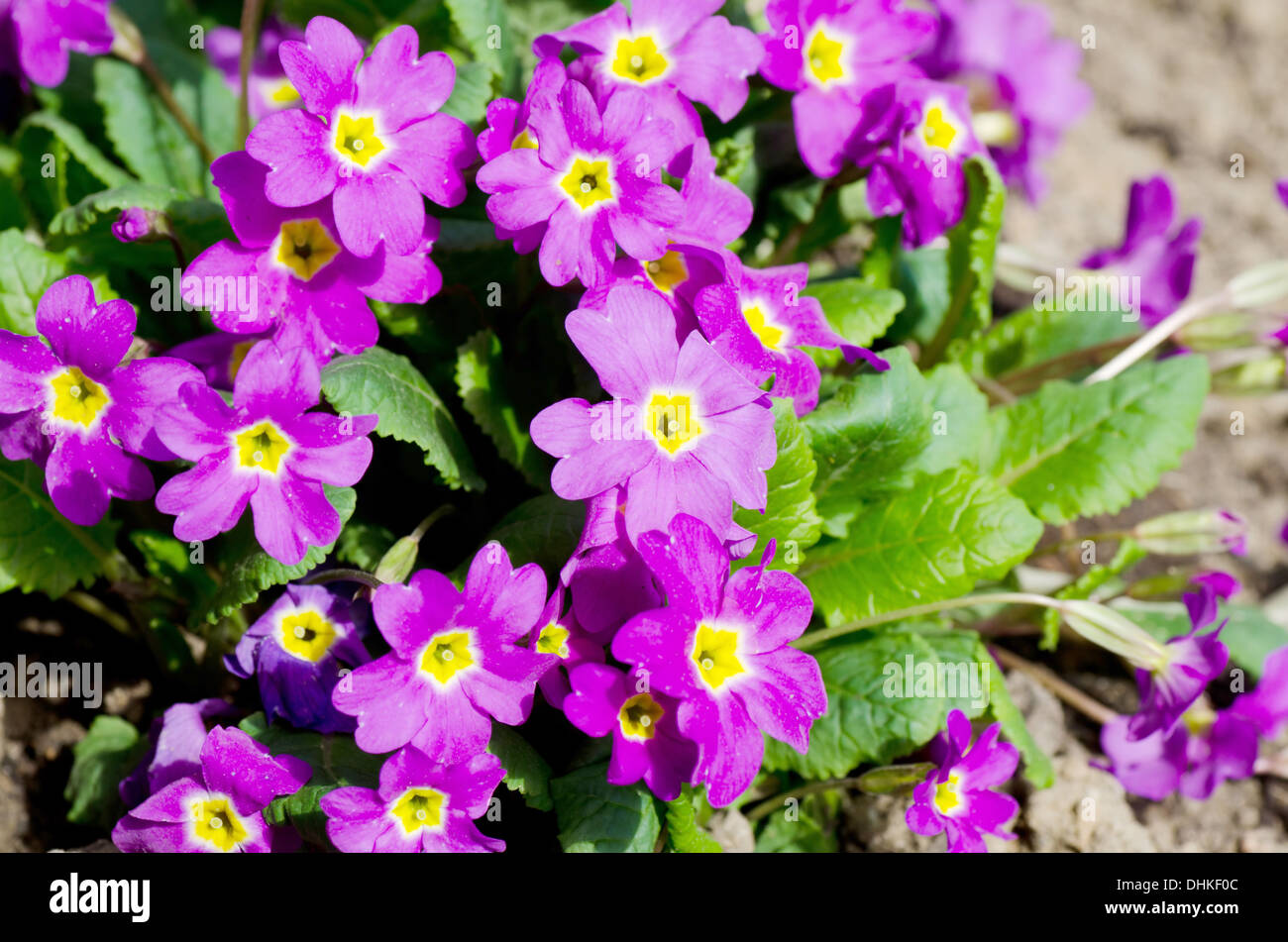 Beautiful spring flowers Stock Photo - Alamy