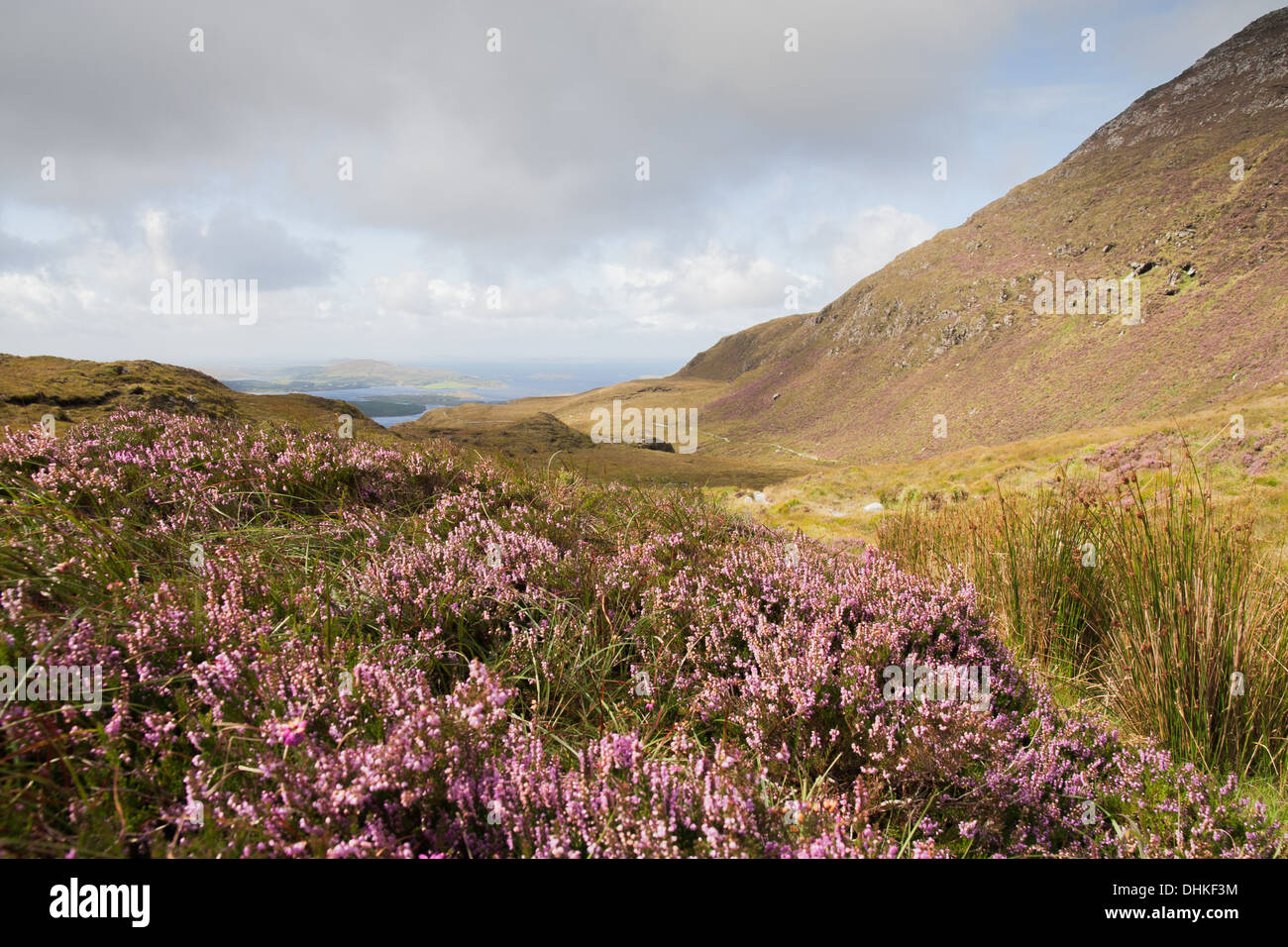Heather growing on a mountainside in Connemara County Galway Stock ...