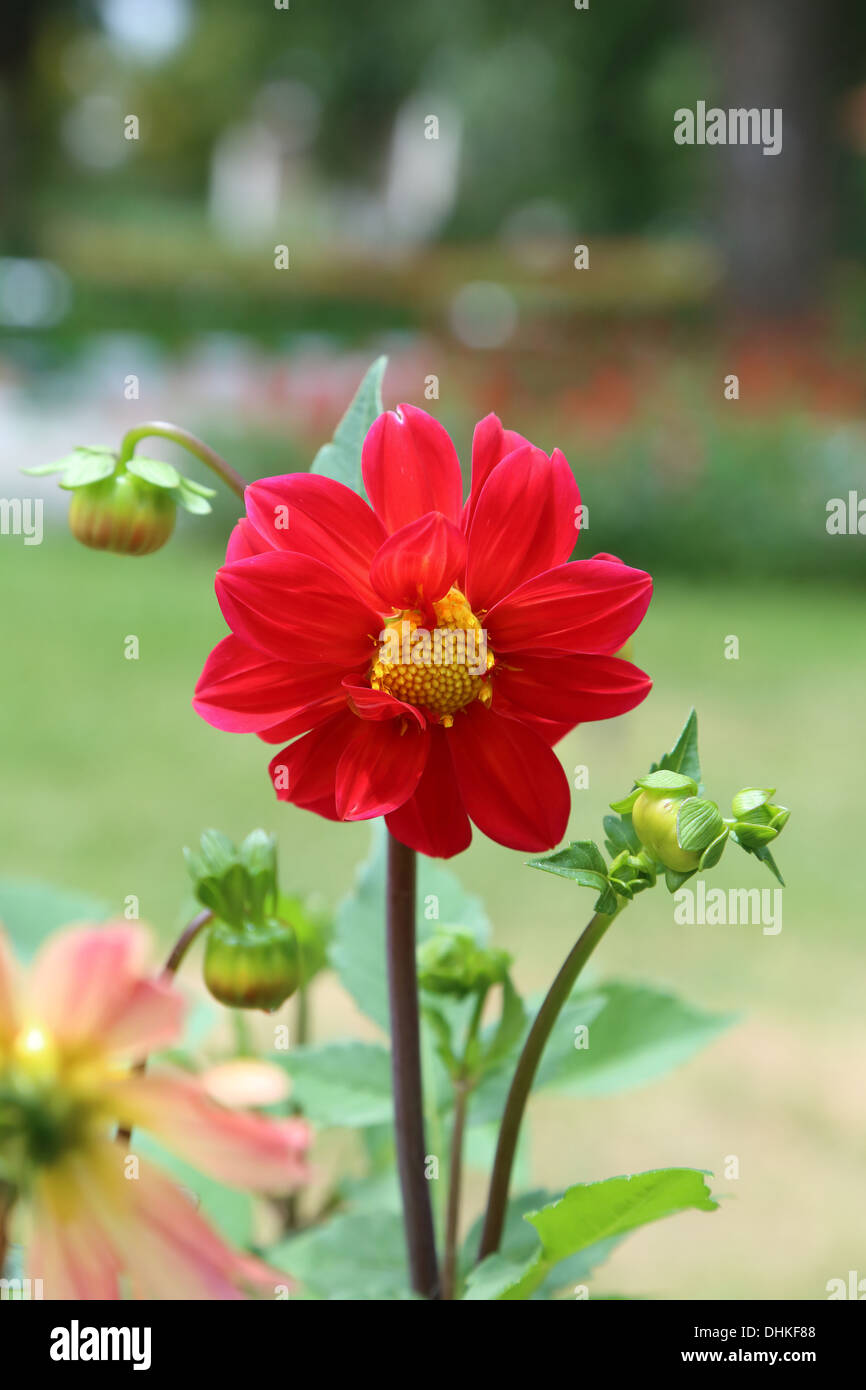 Chrysanthemum flower india hi-res stock photography and images - Alamy