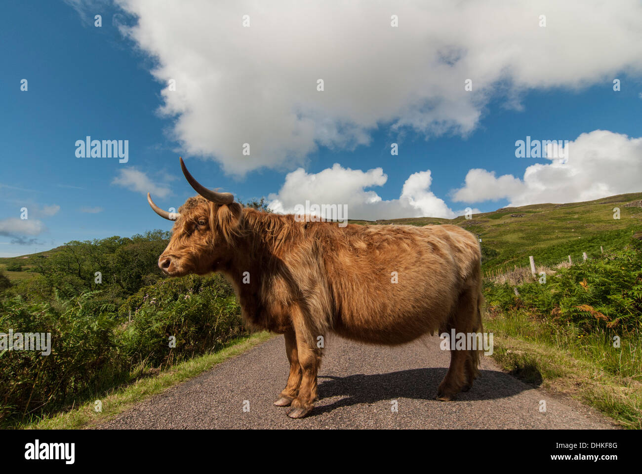 Highland cow in road Stock Photo - Alamy