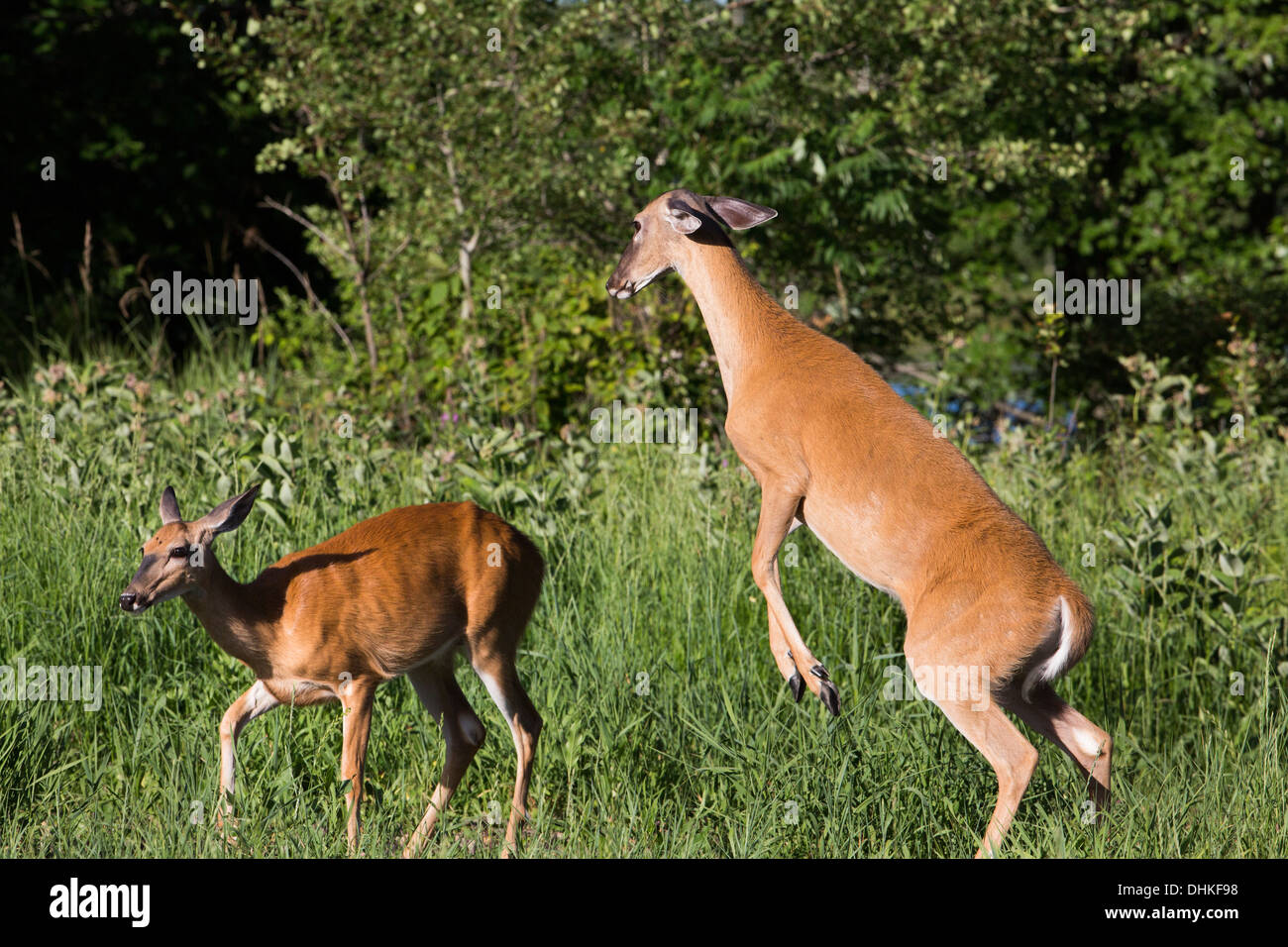 White tailed deer stand hi-res stock photography and images - Alamy