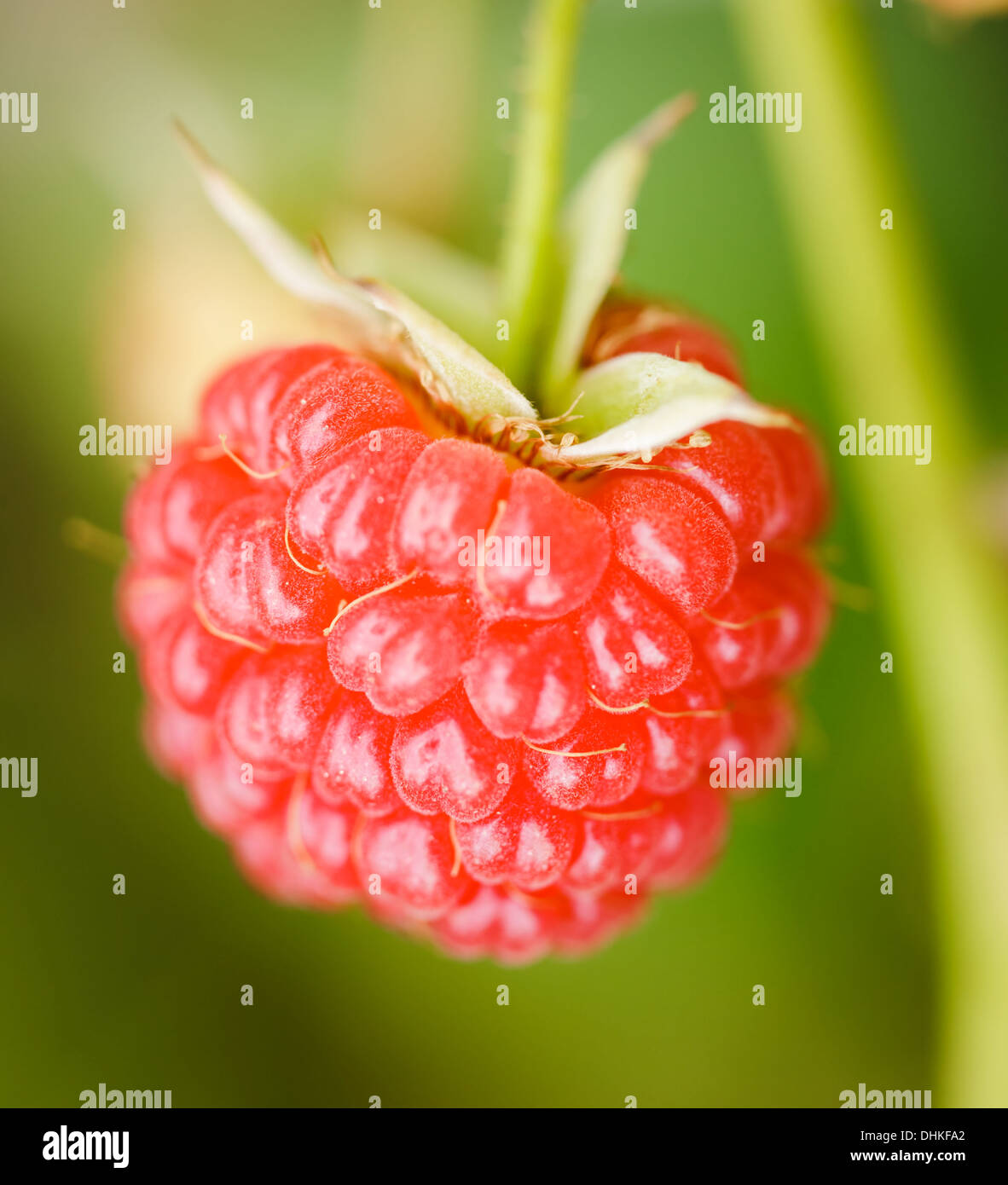 Background with branch hi-res stock photography and images - Alamy