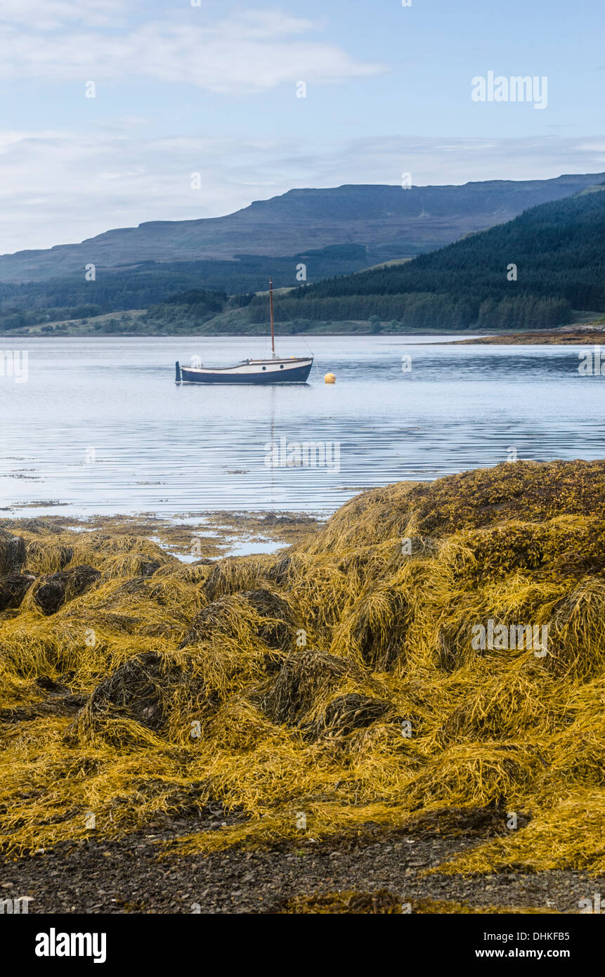 Yacht with seaweed in foreground, in portrait view Stock Photo - Alamy