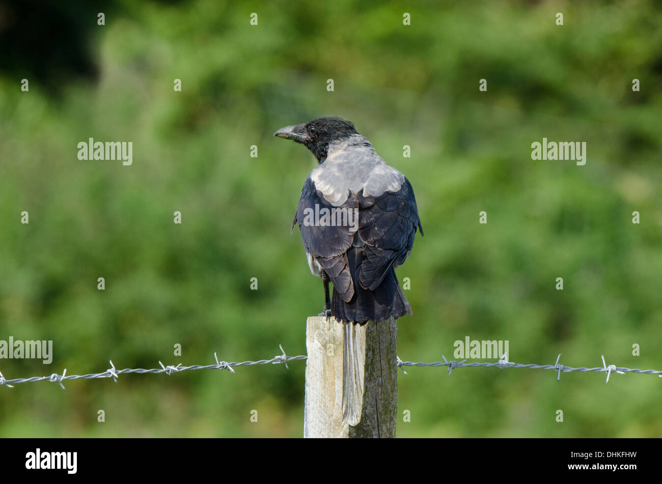 Hooded crow on fence post with back to camera Stock Photo - Alamy
