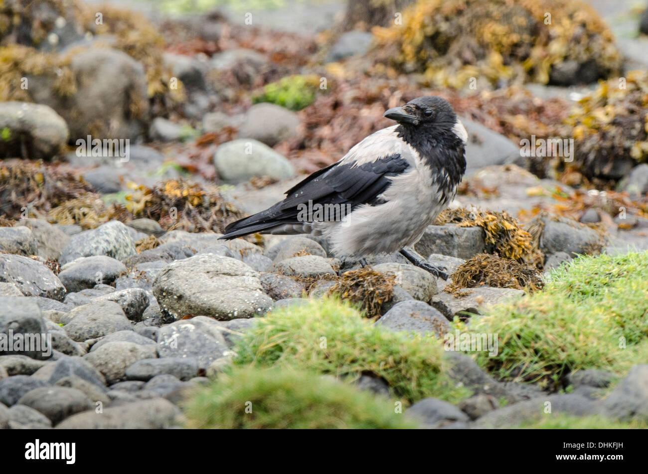 Hooded crow scotland hi-res stock photography and images - Alamy