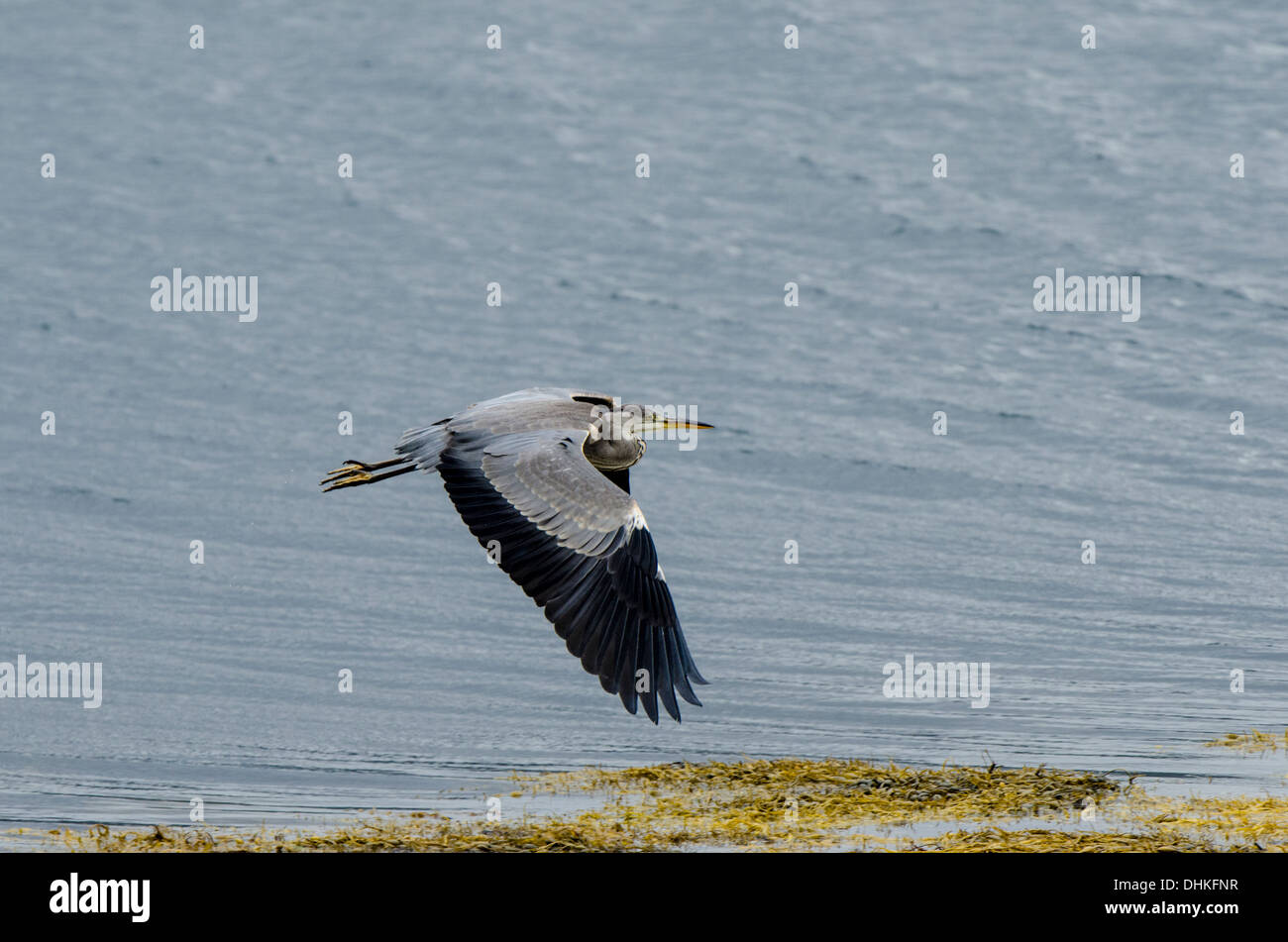 Flying left to right hi-res stock photography and images - Alamy
