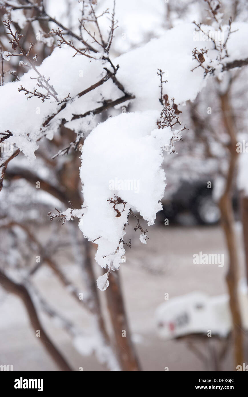 Twigs on tree laden with snow Stock Photo - Alamy