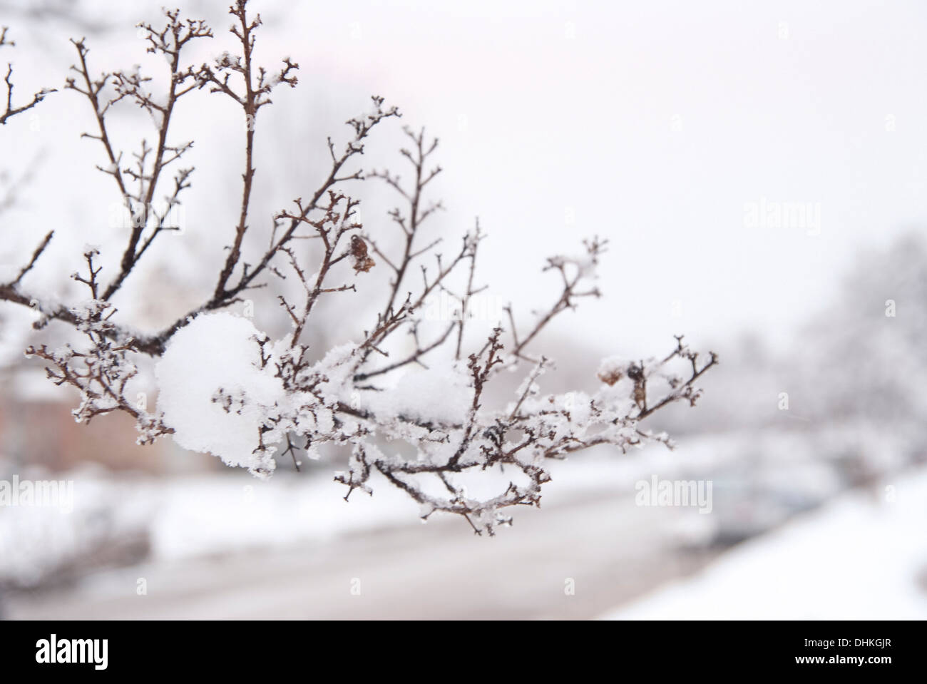 Twigs on tree laden with snow Stock Photo - Alamy