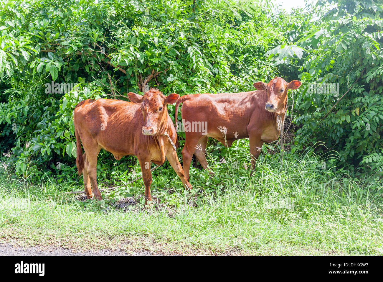 Bull calves hi-res stock photography and images - Alamy
