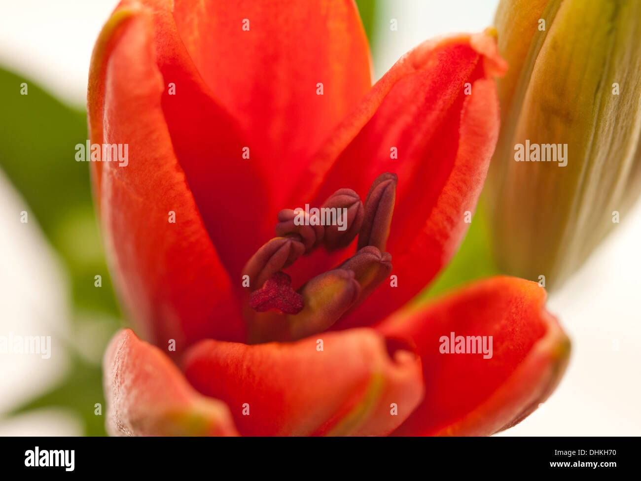 Beautiful lily buds hi-res stock photography and images - Alamy