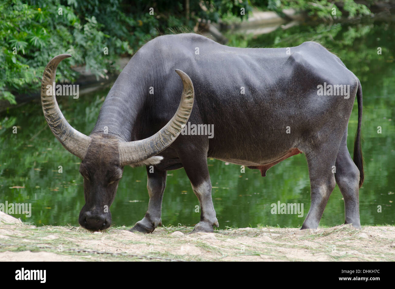 Buffalo eating grass near pond hi-res stock photography and images - Alamy