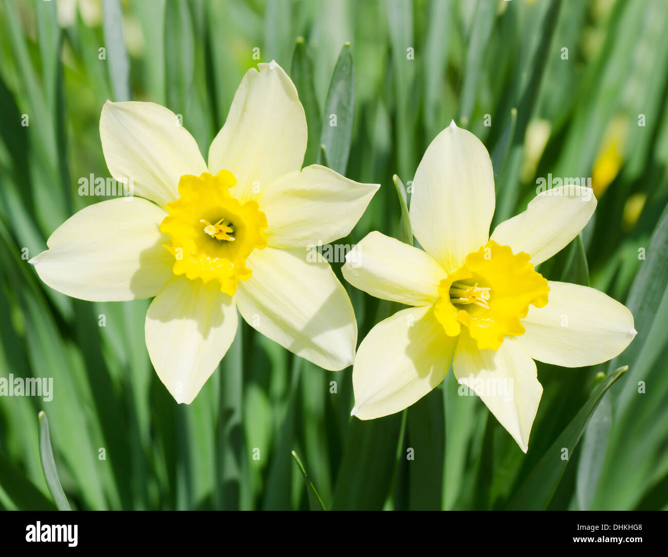 Beautiful spring flowers Stock Photo - Alamy