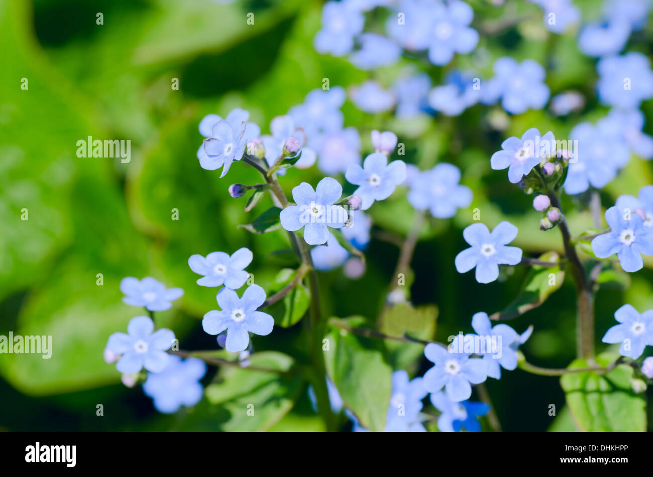 Beautiful spring flowers Stock Photo - Alamy