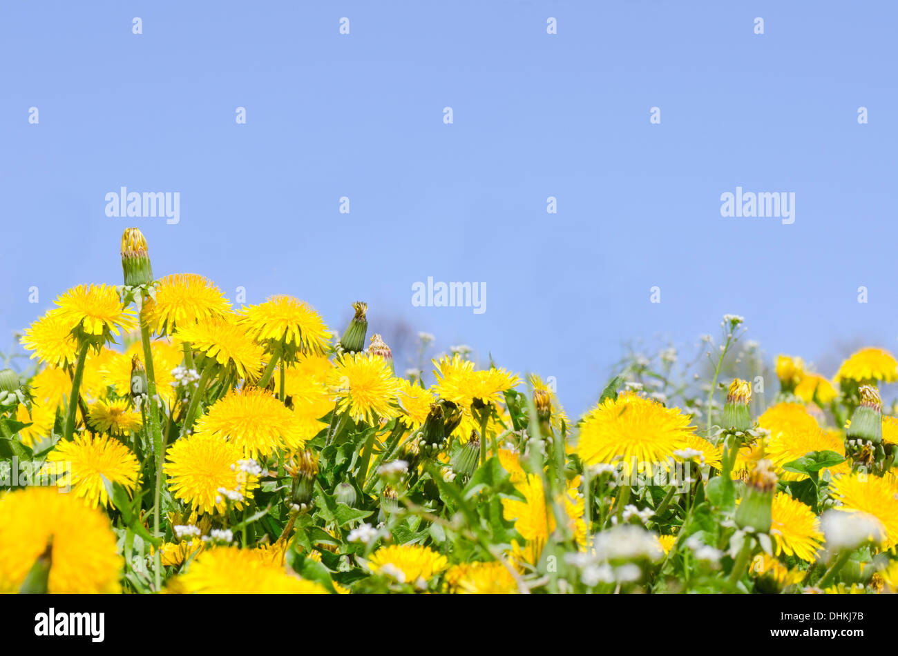 Beautiful spring Dandelion Stock Photo - Alamy