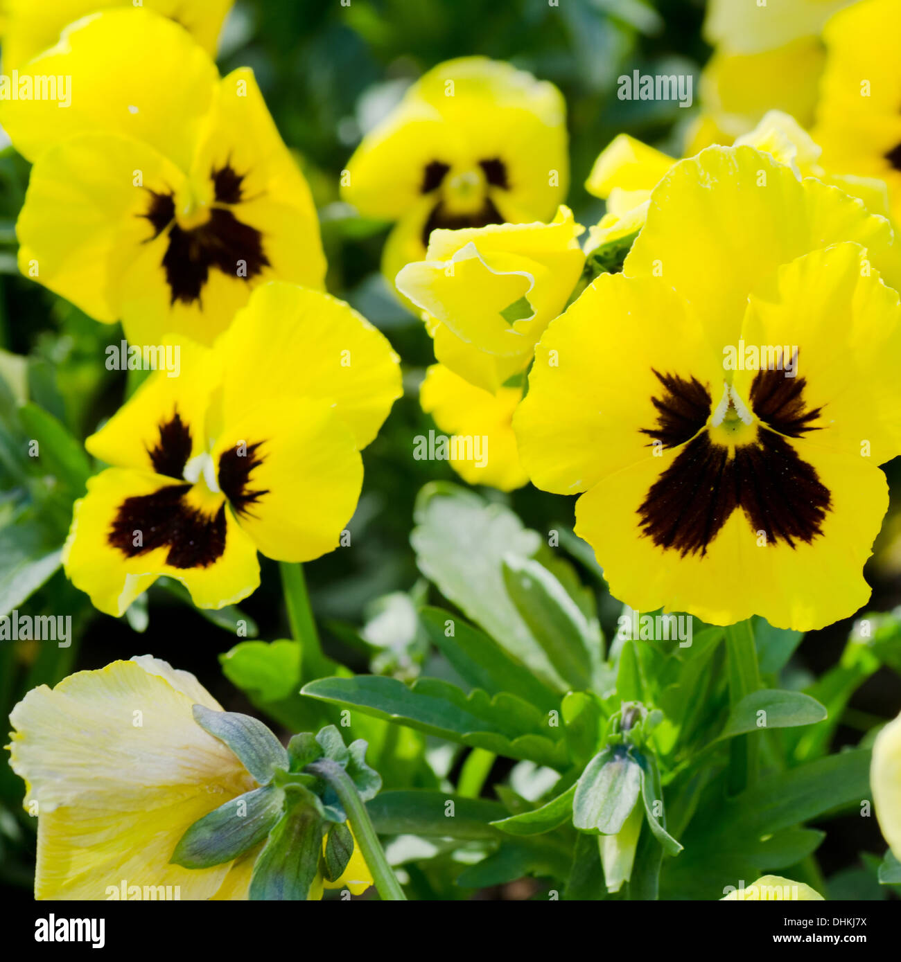 Beautiful spring flowers Stock Photo - Alamy