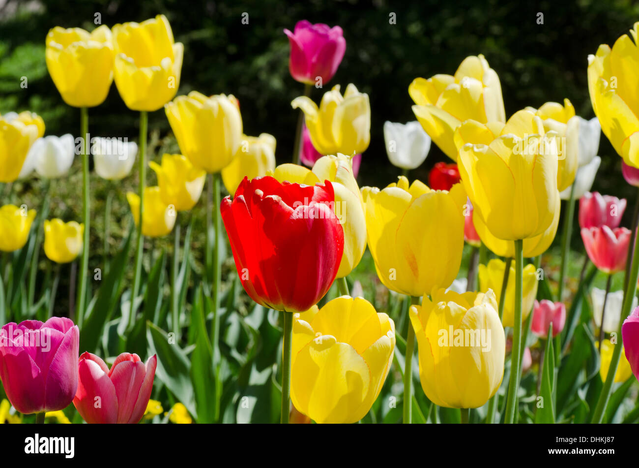 Beautiful spring flowers Stock Photo - Alamy