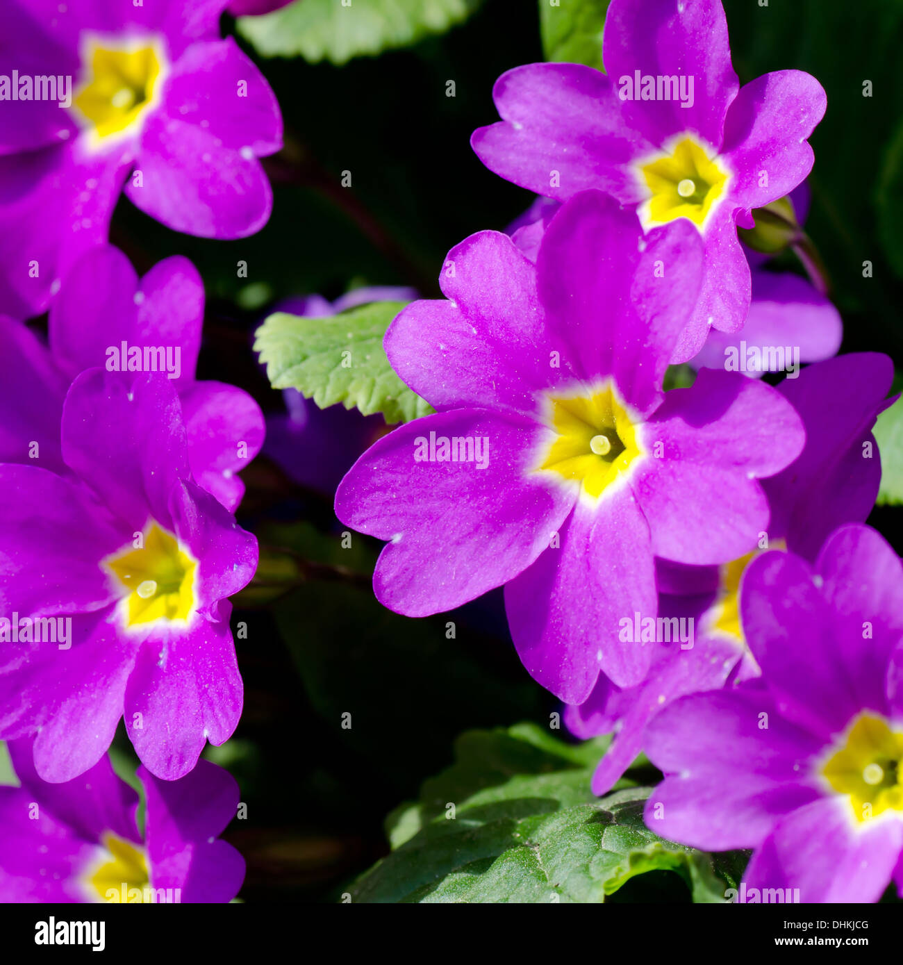 Beautiful spring flowers Stock Photo - Alamy