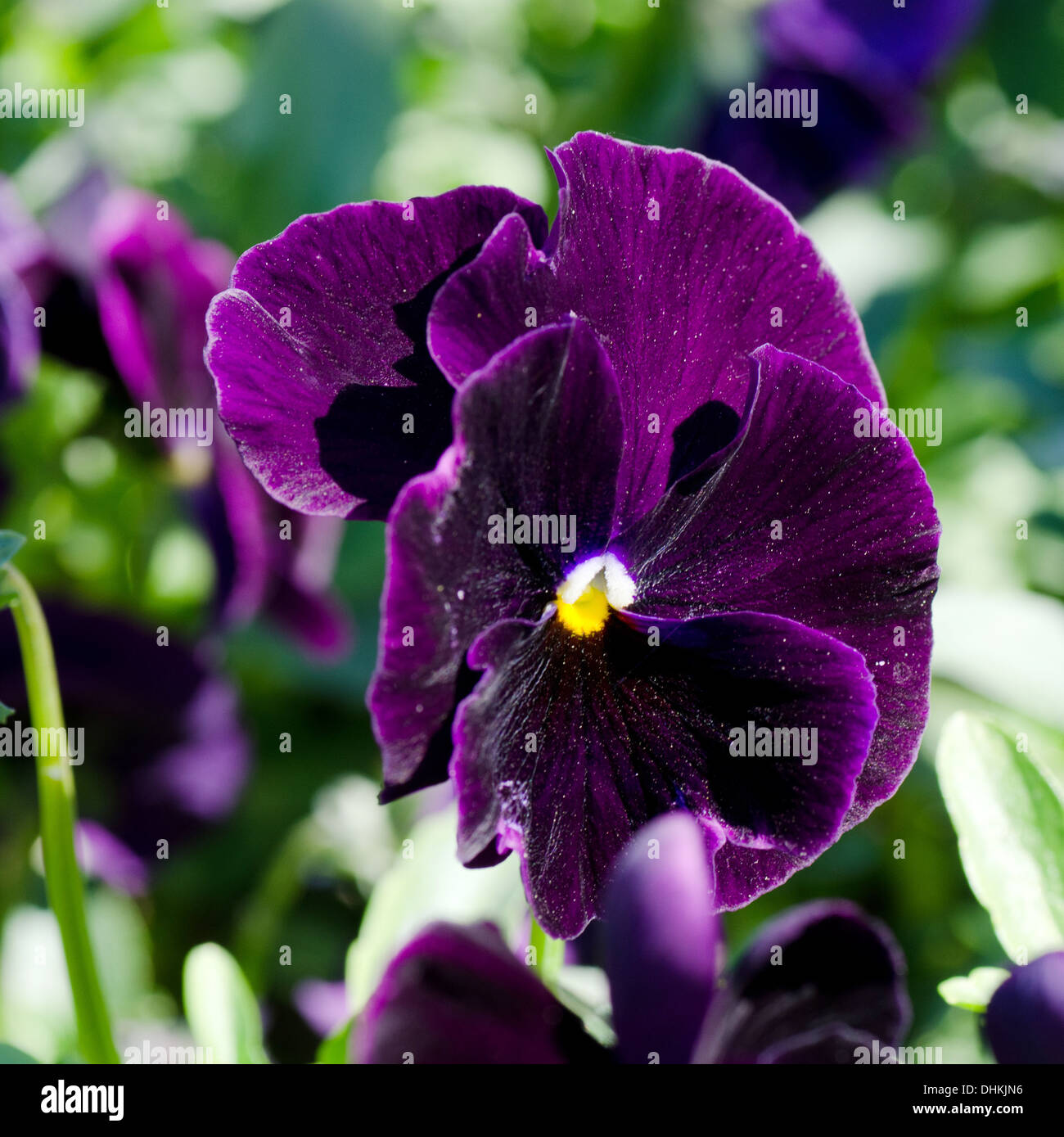Beautiful spring flowers Stock Photo - Alamy