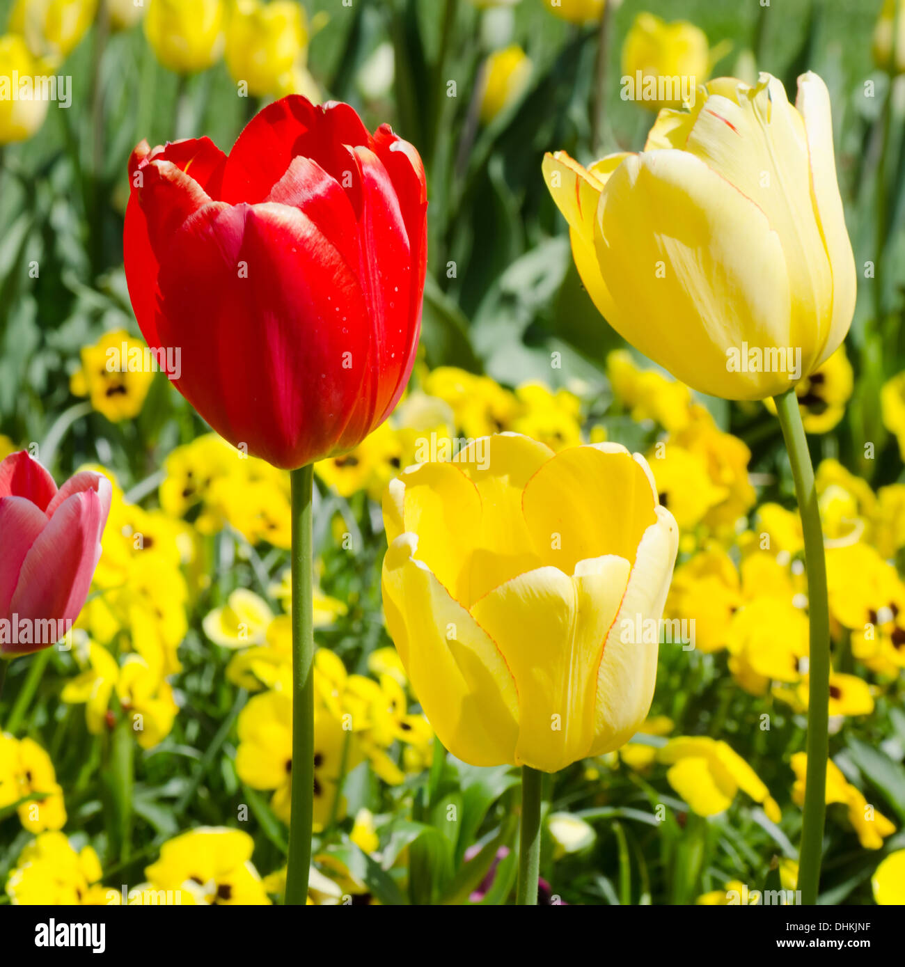 Beautiful spring flowers Stock Photo - Alamy