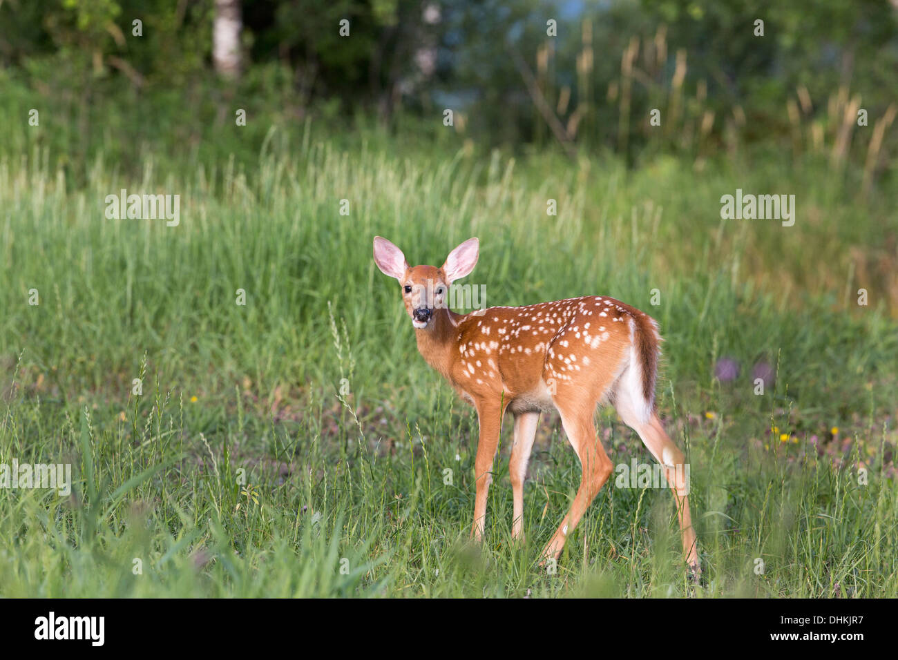 Fawn spots hi-res stock photography and images - Alamy