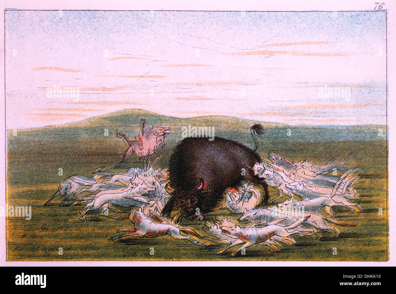 White Wolves Attacking a Buffalo Bull, George Catlin, Colored Drawing ...