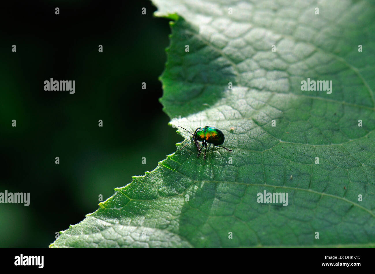 Colorful world hi-res stock photography and images - Alamy